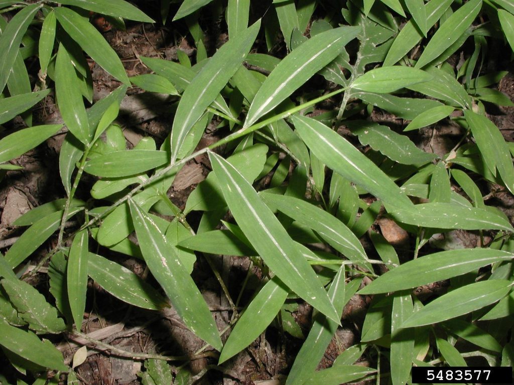 Invasives Watch for July – Piedmont Master Gardeners