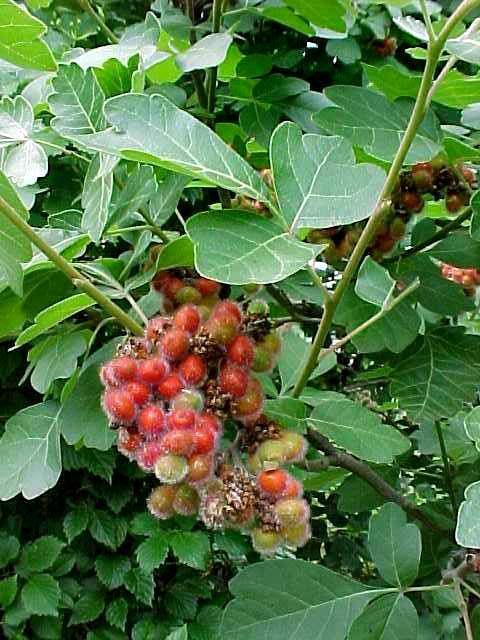 Native Shrubs for the Home Landscape | Piedmont Master Gardeners