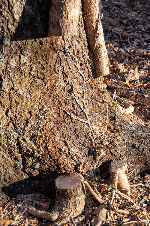 How to remove English ivy from trees | Piedmont Master Gardeners