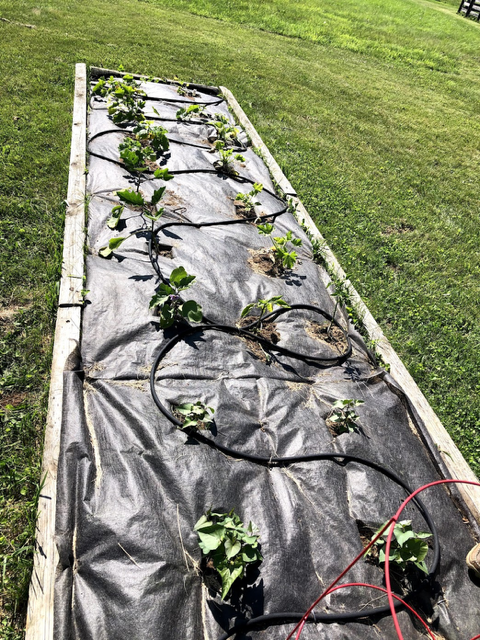 Planning a vegetable garden irrigation system | Piedmont Master Gardeners