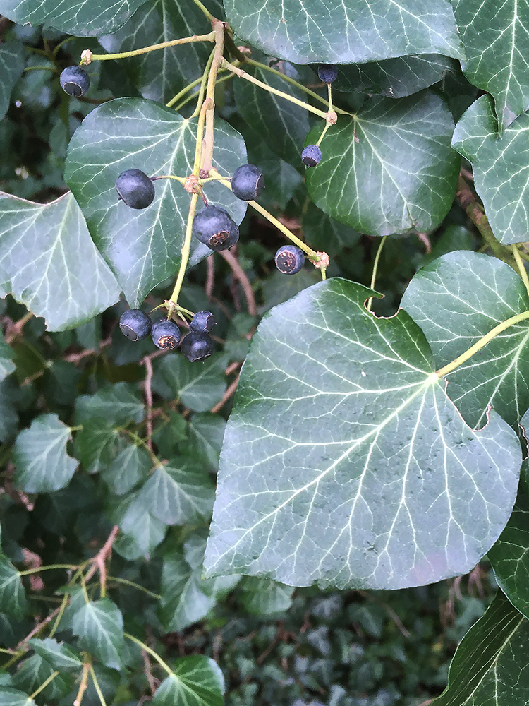 How to remove English ivy from trees | Piedmont Master Gardeners