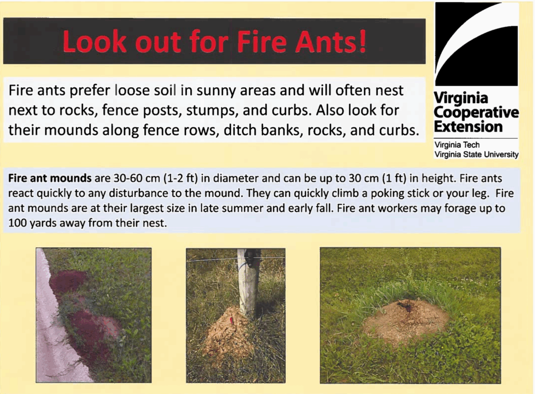 Red Imported Fire Ants in Virginia – Piedmont Master Gardeners