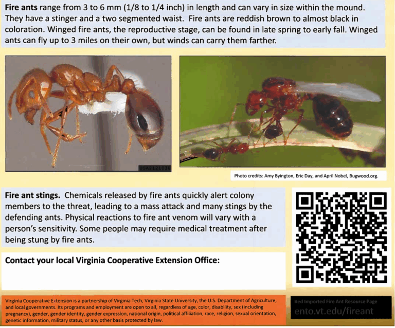 Red Imported Fire Ants in Virginia – Piedmont Master Gardeners