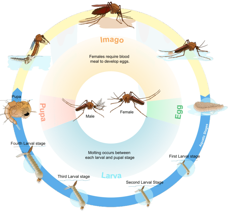 Mosquito Control – Piedmont Master Gardeners