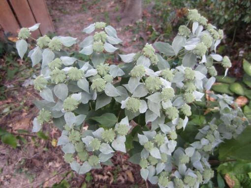 The Ornamental Garden in May – Piedmont Master Gardeners
