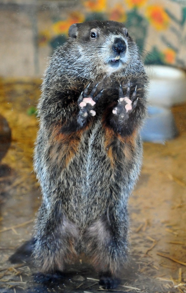 Controlling Groundhogs in the Garden – Piedmont Master Gardeners