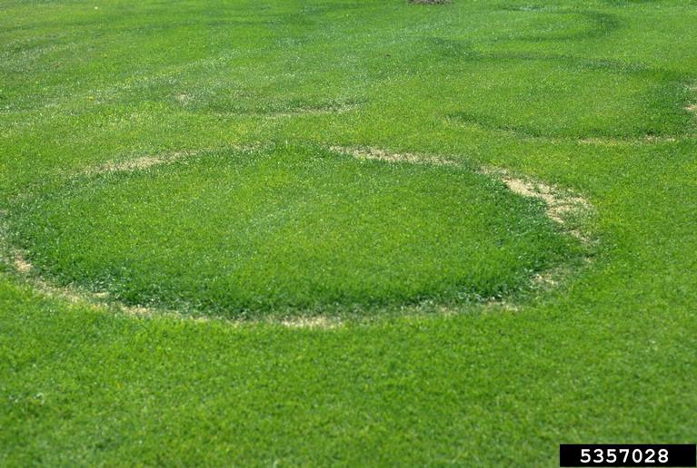 Fairy Rings In the Lawn – Piedmont Master Gardeners