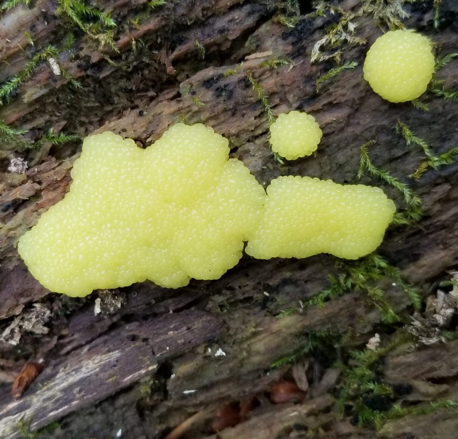 Sensational Slime Molds – Piedmont Master Gardeners