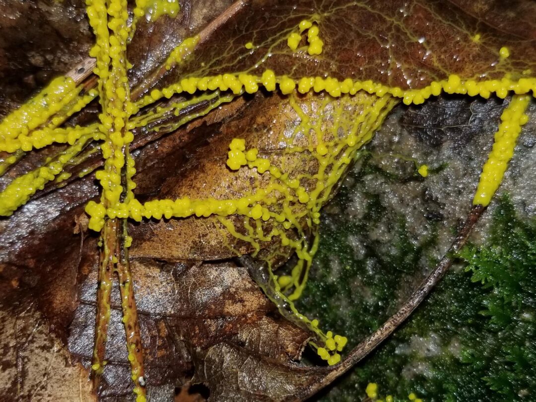 Sensational Slime Molds – Piedmont Master Gardeners