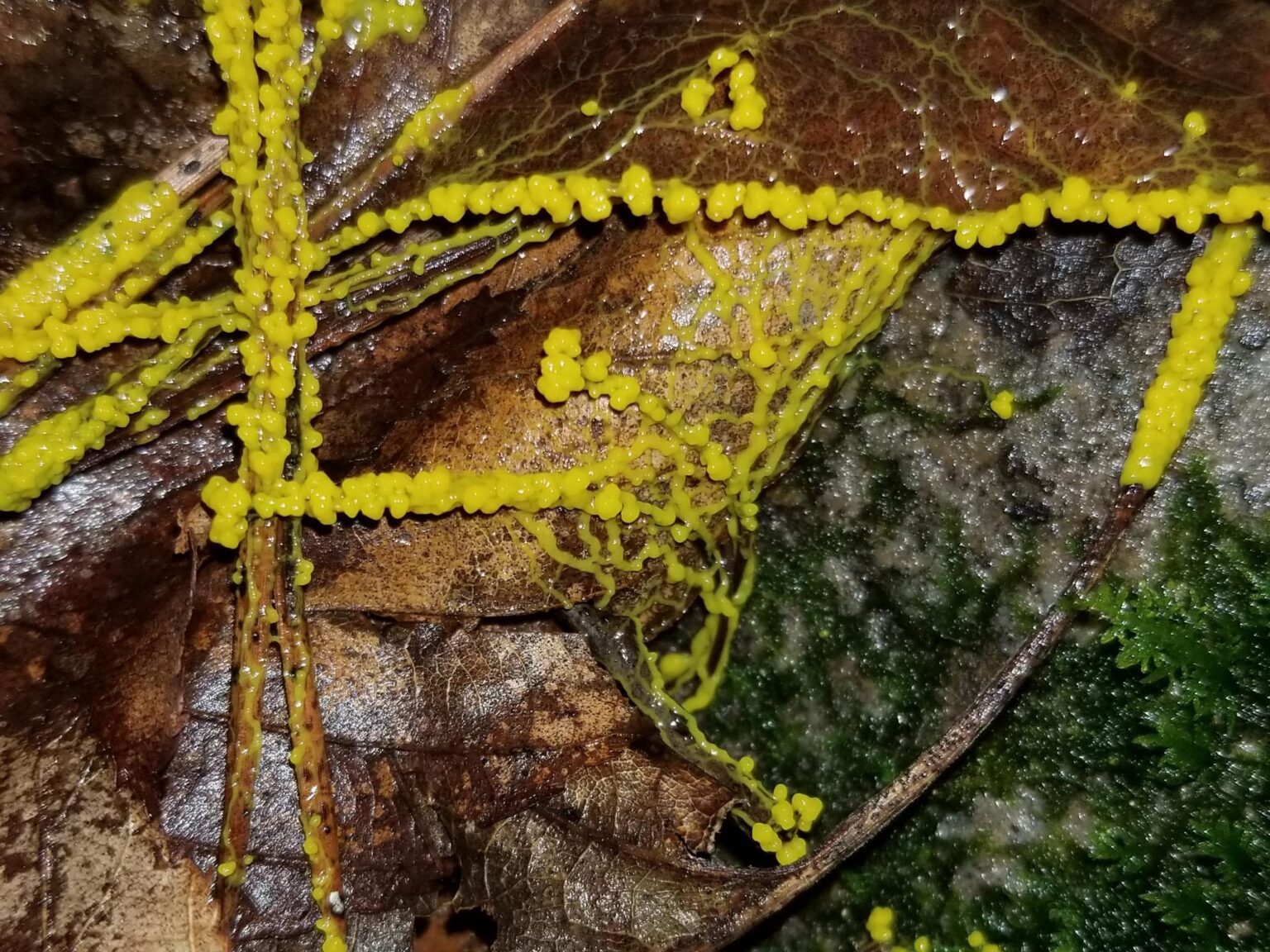 Sensational Slime Molds – Piedmont Master Gardeners