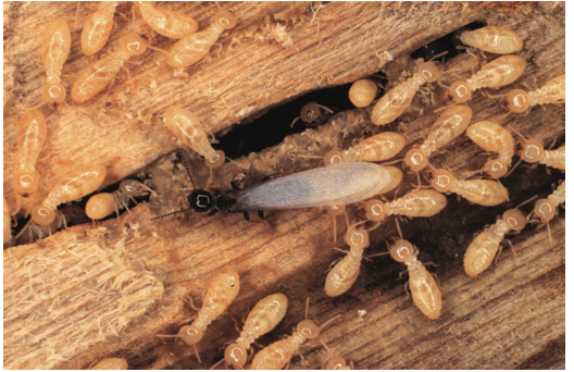 Identifying, Preventing and Treating Termite Infestations – Piedmont ...