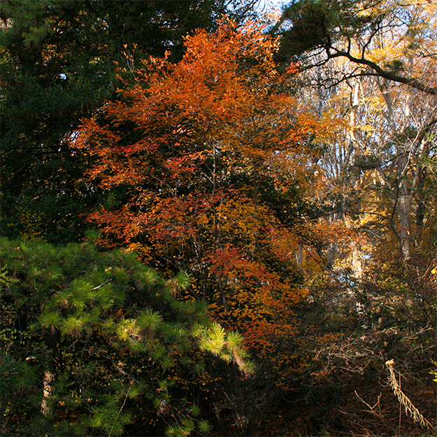 Small Trees for the Home Landscape – Piedmont Master Gardeners