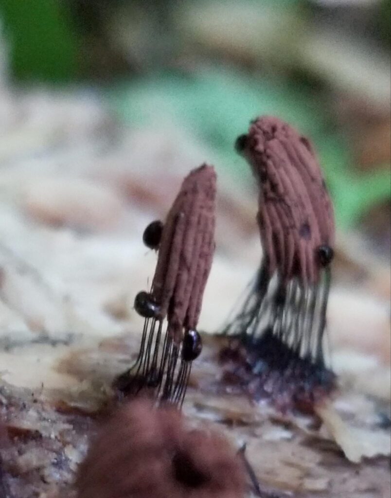 Sensational Slime Molds – Piedmont Master Gardeners