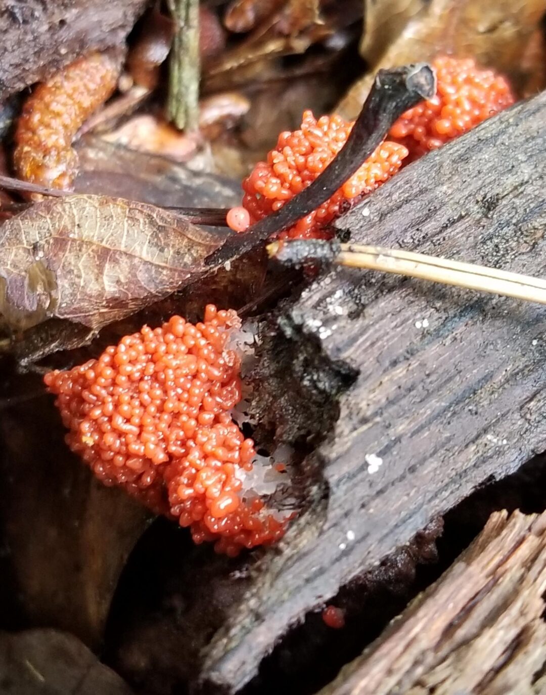 Sensational Slime Molds – Piedmont Master Gardeners