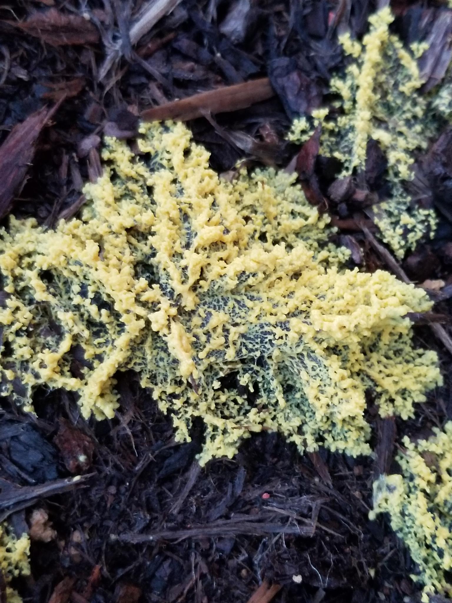 Sensational Slime Molds – Piedmont Master Gardeners
