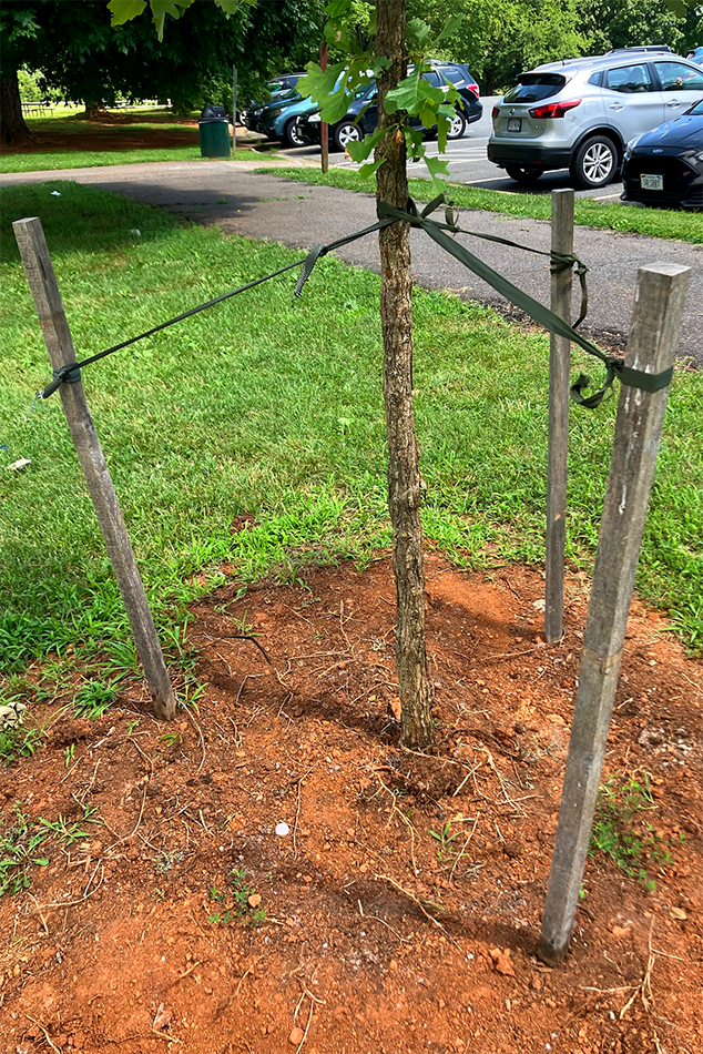Small Trees for the Home Landscape – Piedmont Master Gardeners