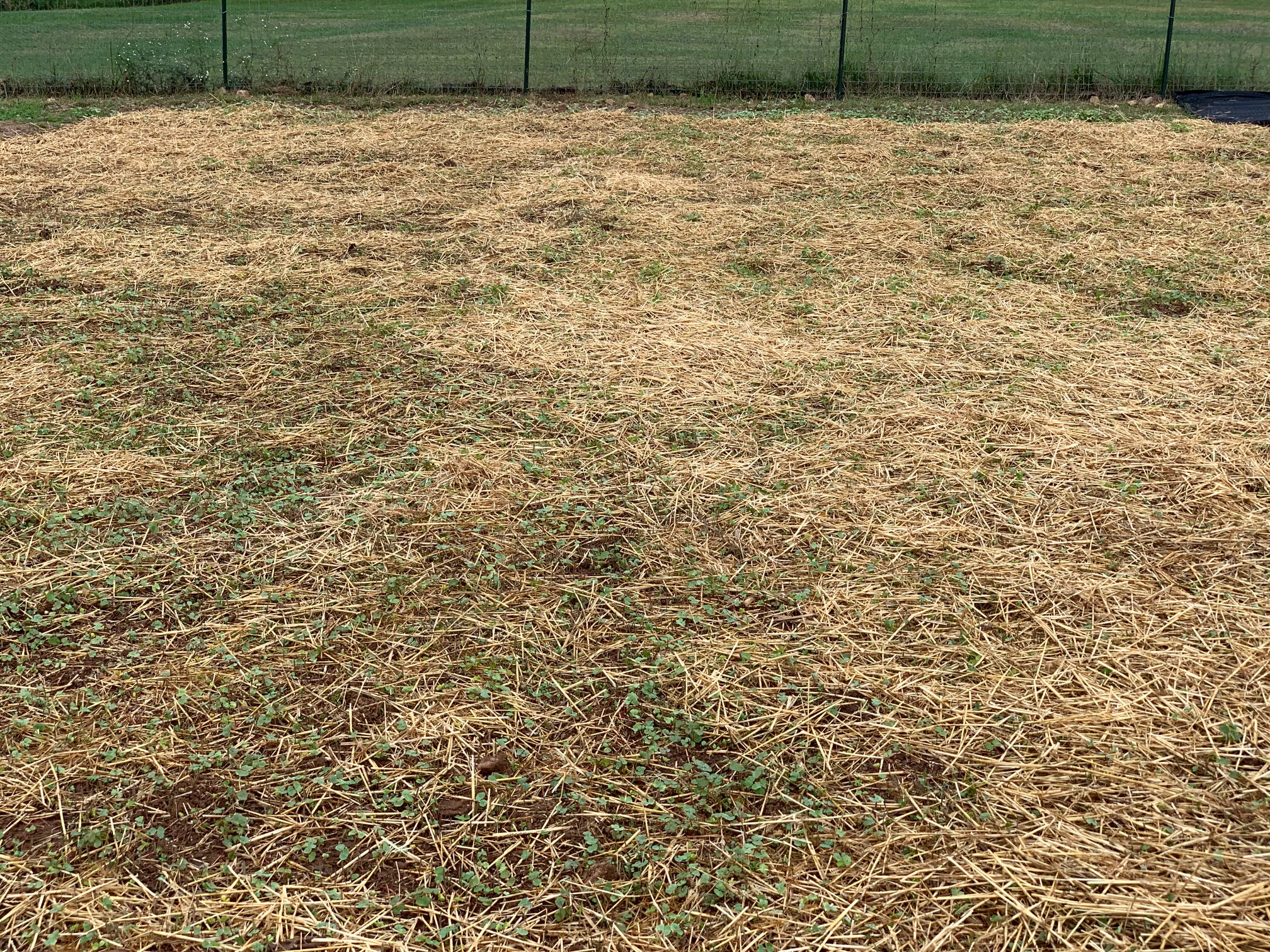 The Edible Garden in September – Piedmont Master Gardeners
