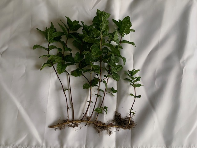 Rhizomes: Definition, Benefits and Drawbacks – Piedmont Master Gardeners