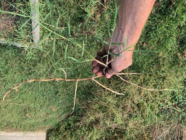 Rhizomes: Definition, Benefits and Drawbacks – Piedmont Master Gardeners