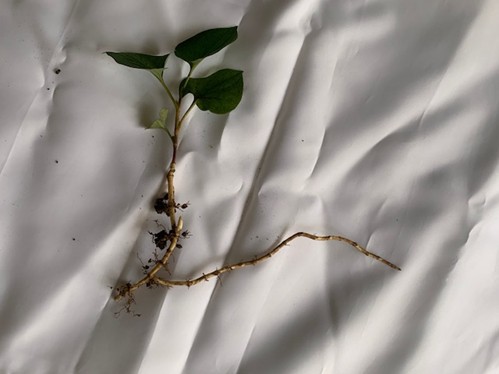 Rhizomes: Definition, Benefits and Drawbacks – Piedmont Master Gardeners